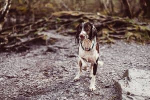 The 4 Types of Spaniel Dogs: Which Spaniel Breed is Best For You ...