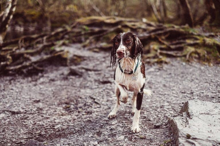 The 4 Types of Spaniel Dogs: Which Spaniel Breed is Best For You ...