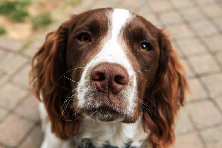 Sprocker Lovers – Everything you need to know about Sprocker Spaniels
