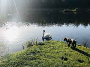 7 Training Games to Keep Your Spaniel Puppy Entertained – Sprocker Lovers