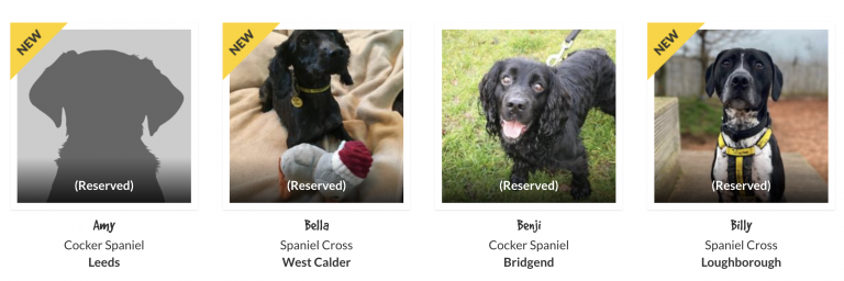Buying a Sprocker Spaniel Puppy? Here’s What You Need to Know ...