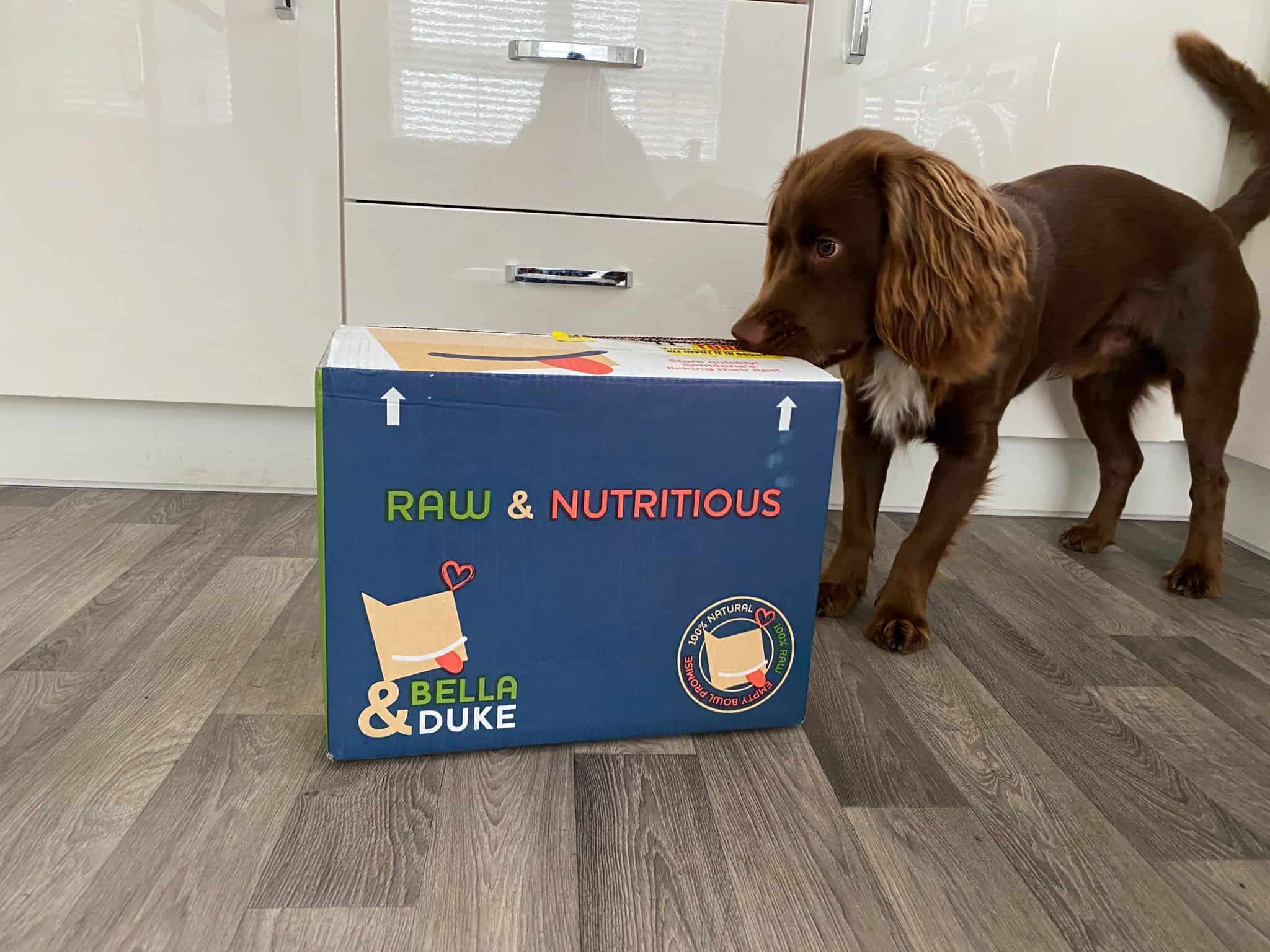 Sprocker Spaniel Breed Information: Everything You Need to Know ...