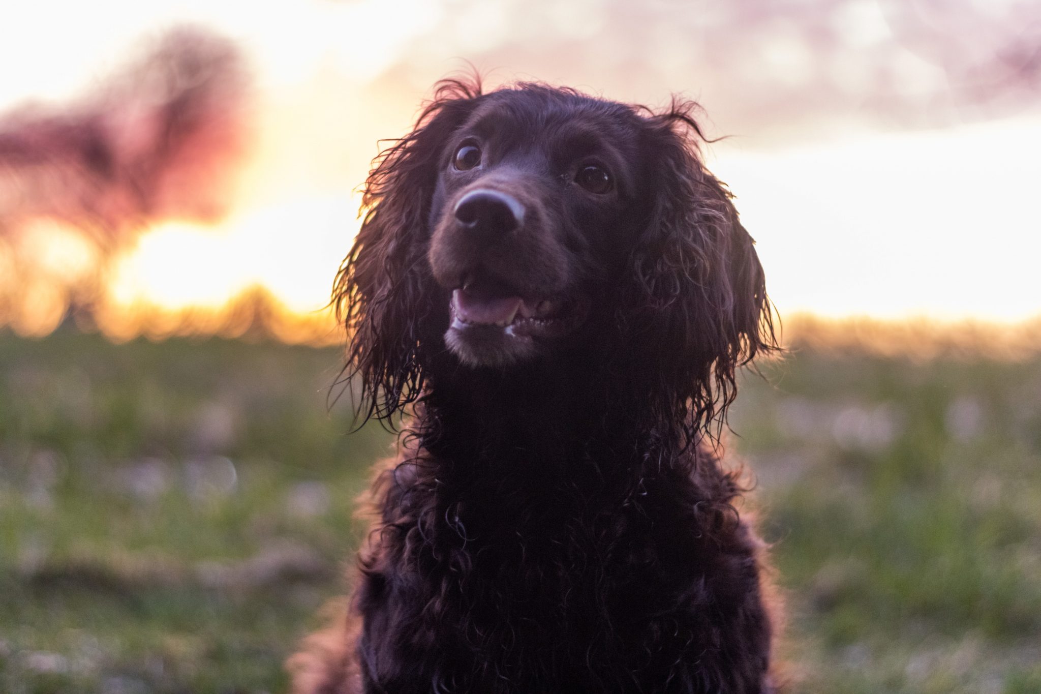 How to Find Sprocker Spaniel Breeders in the UK – Sprocker Lovers