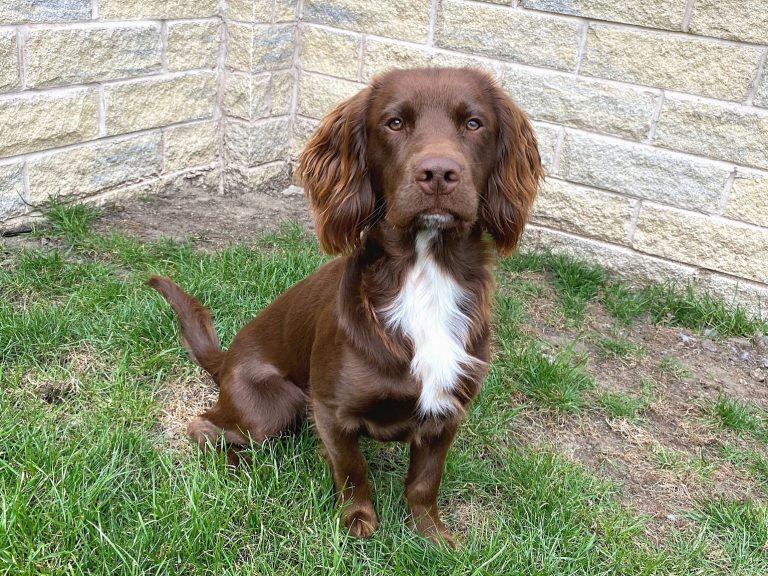 7 Popular Spaniel Mixes: Which Should You Get? – Sprocker Lovers
