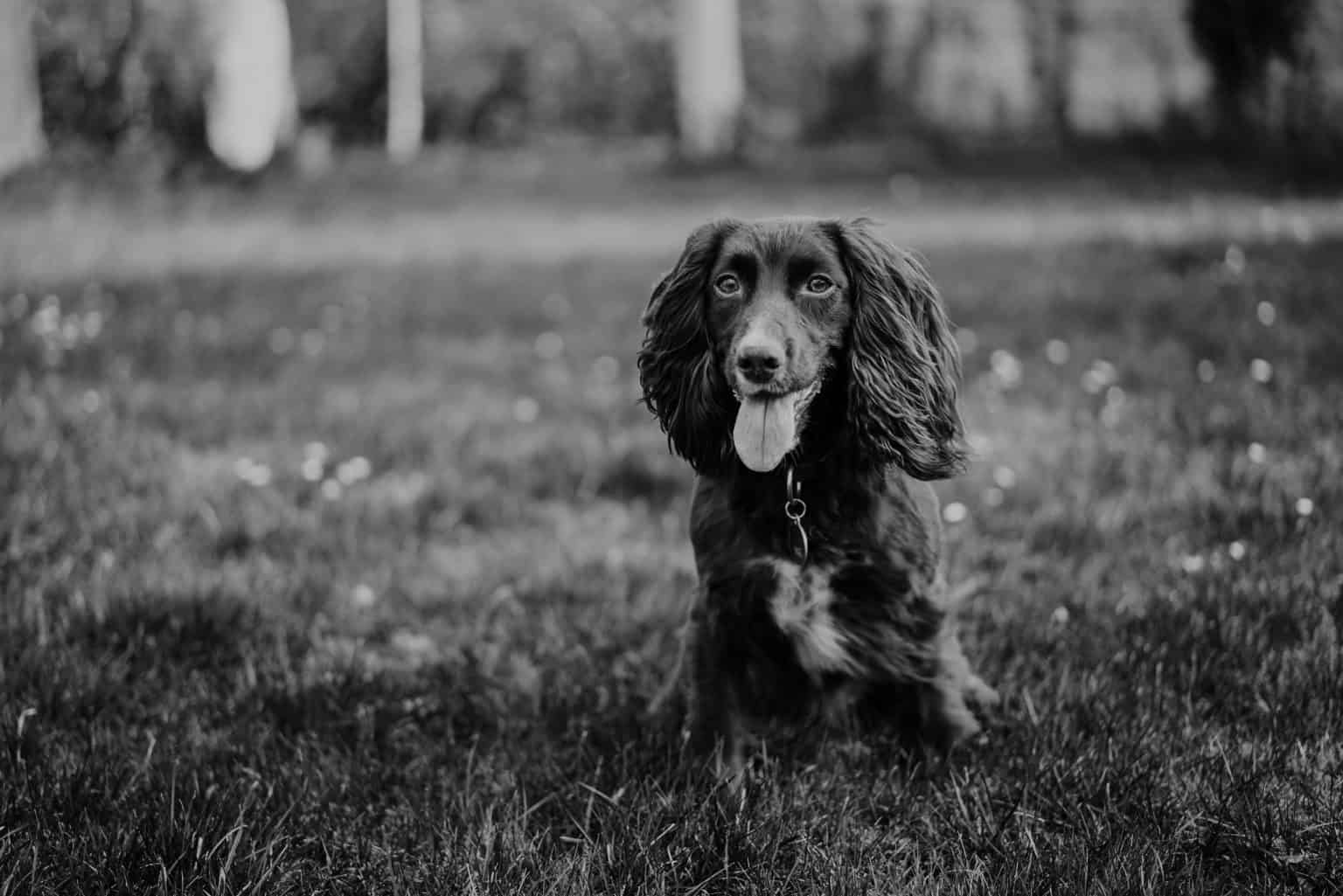 10 Essential Spaniel Training Commands to Teach Your Puppy – Sprocker ...