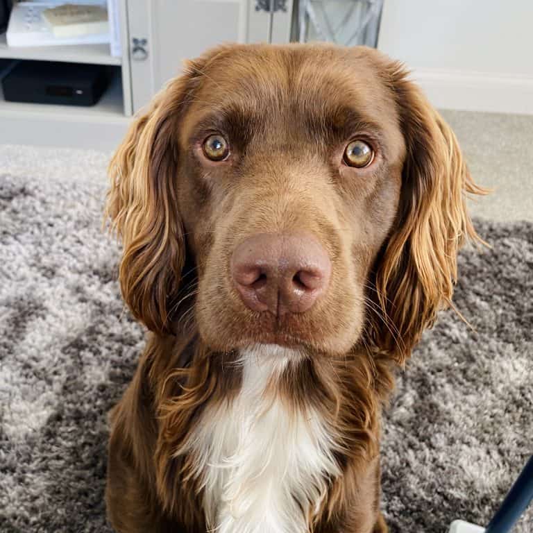 How to Find Sprocker Spaniel Breeders in the UK – Sprocker Lovers