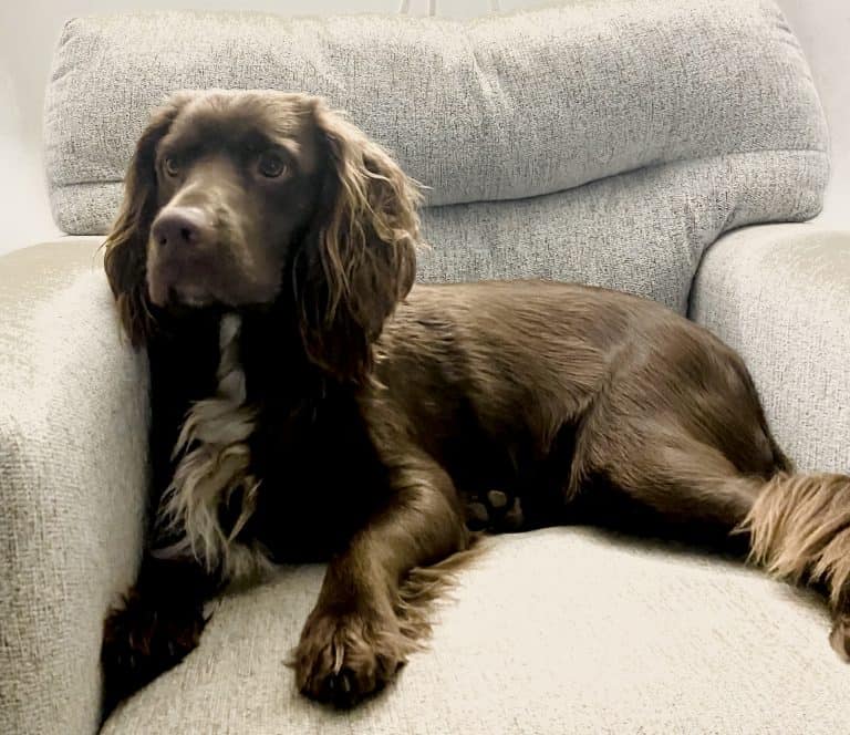 Sprocker Spaniel Breed Information: Everything You Need to Know ...